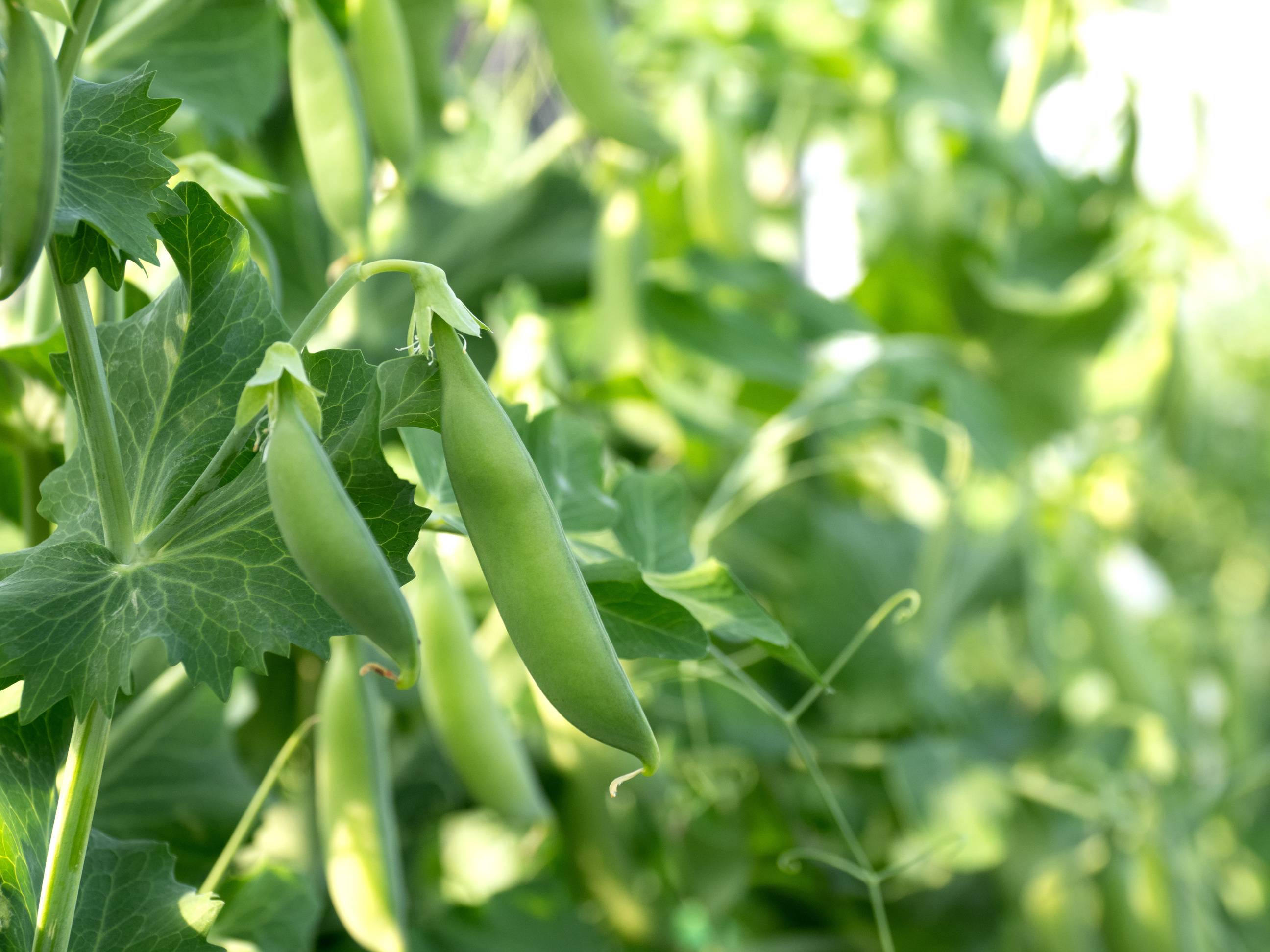 Groch zwyczajny (Pisum sativum) – opis. Jak uprawiać groch zwyczajny? | OBI