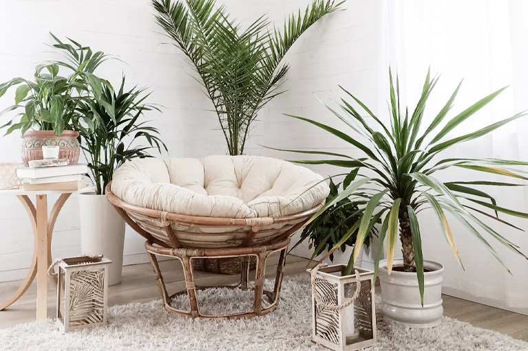 Palmy doniczkowe – ozdoby dużych przestrzeni domowych | OBI