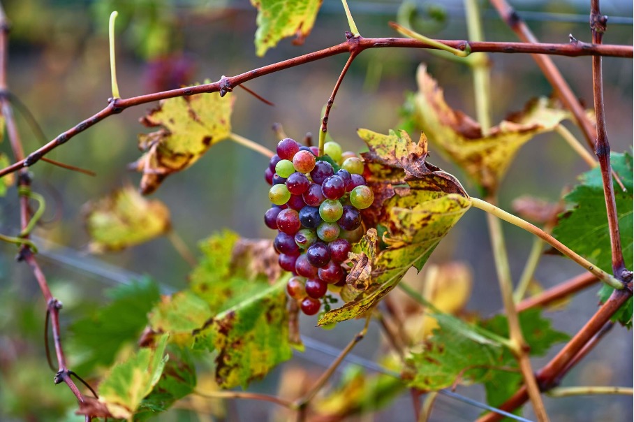 Choroby winorośli, agrestu, porzeczki – ochrona krzewów owocowych | OBI