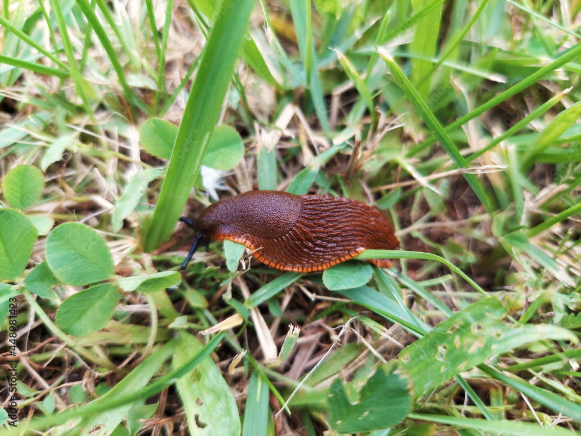 Poznaj 4 skuteczne sposoby na ślimaki w ogrodzie | OBI