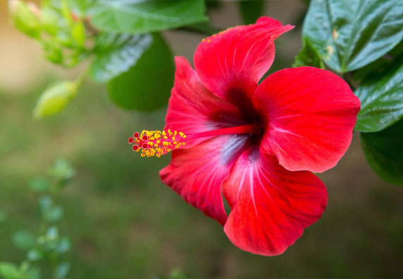 Hibiskus – uprawa, sadzenie i pielęgnacja ketmii | OBI