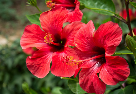 Hibiskus – uprawa, sadzenie i pielęgnacja ketmii | OBI