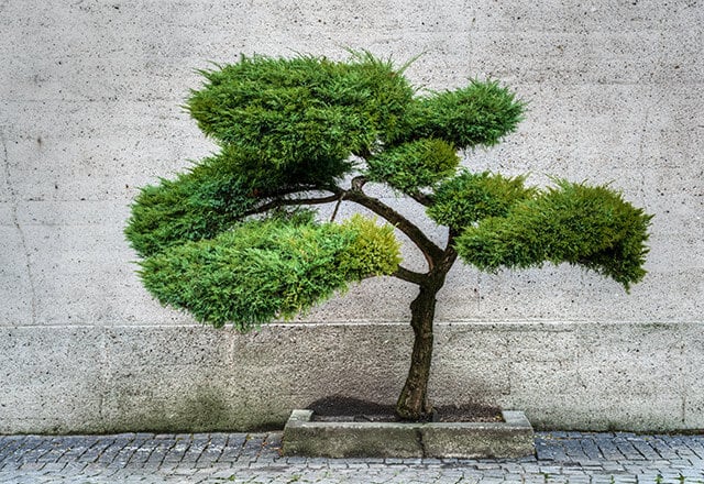 Tuje – jak je wykorzystać do aranżacji w ogrodzie? | OBI