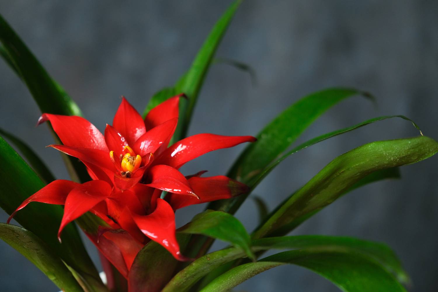Bromelia – odmiany, rozmnażanie i pielęgnacja | Leksykon OBI
