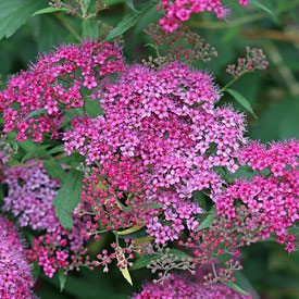 Ötletek előkert beültetéséhez - Virágos előkertek | OBI