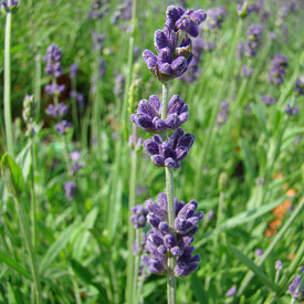 Ötletek előkert beültetéséhez - Virágos előkertek | OBI