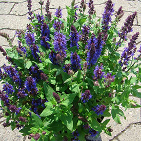 Ötletek előkert beültetéséhez - Virágos előkertek | OBI