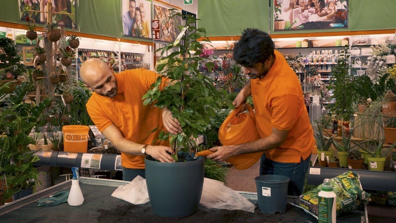 Bulbi: guida completa e consigli utili per la coltivazione delle piante ...