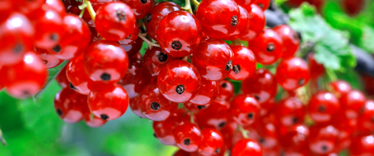 Vivaio e piante da frutto | OBI