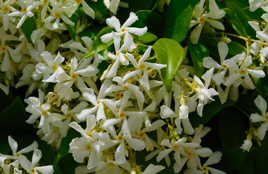Il gelsomino e le sue specie | OBI