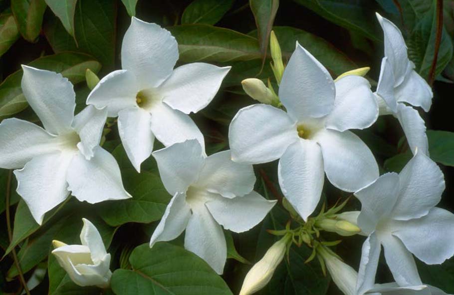 Il gelsomino e le sue specie | OBI