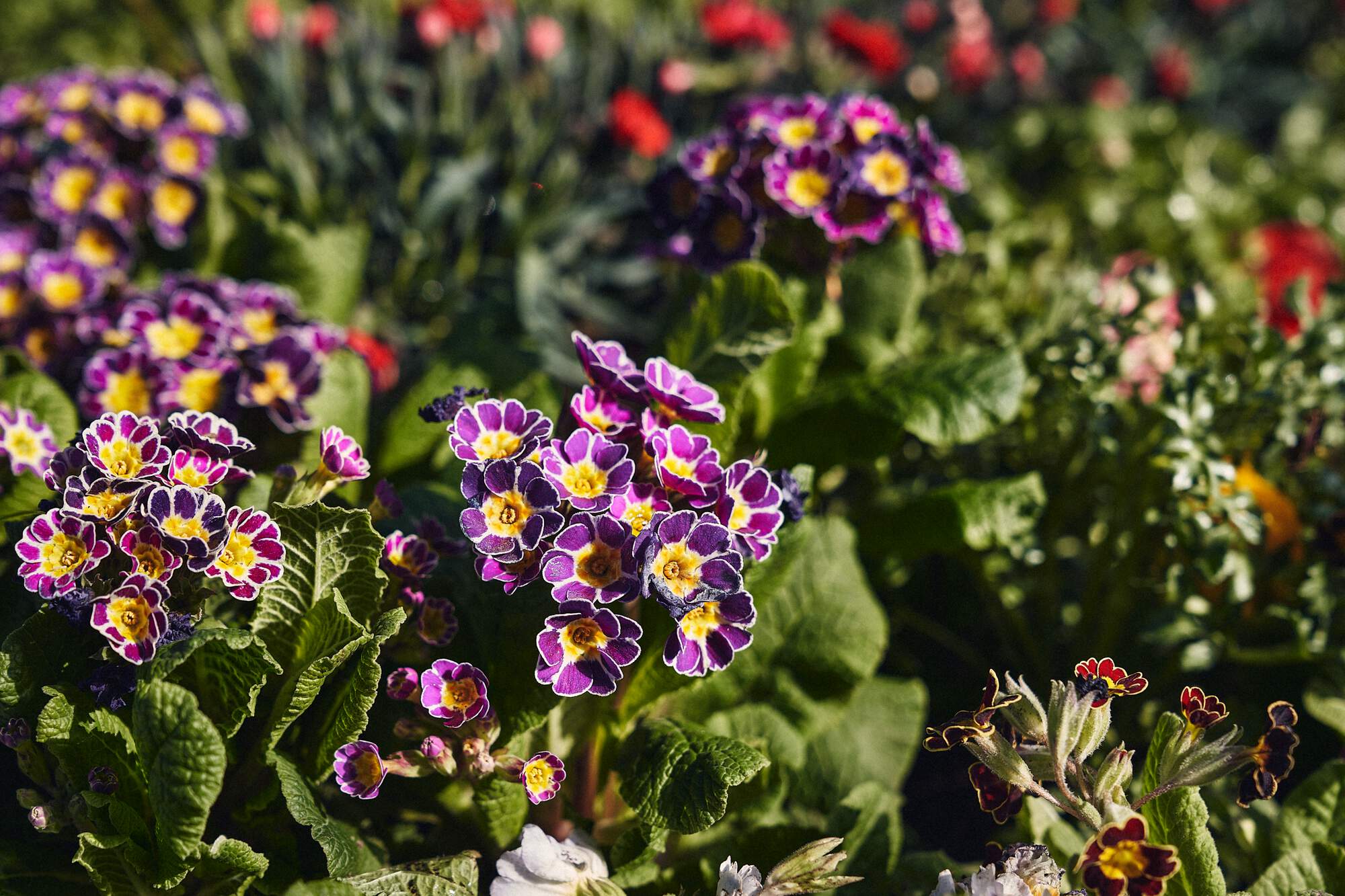 Dein Gartenprojekt: Ideen, Inspiration und Umsetzung | OBI