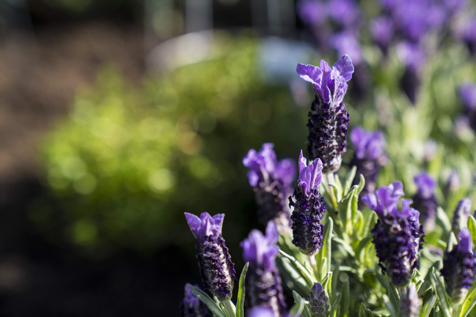 Blühender Garten | OBI