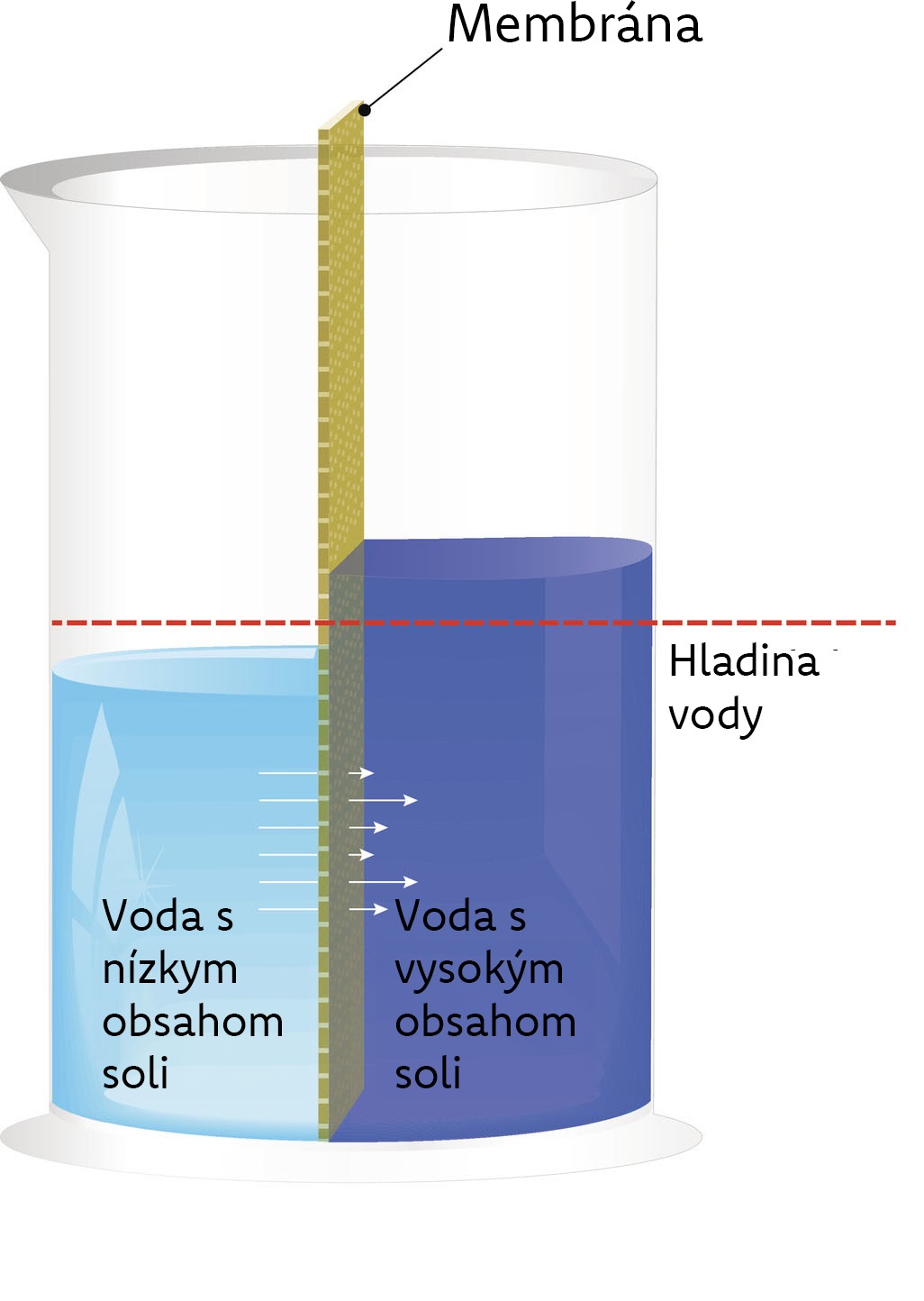 Polievanie rastlín: Tipy pre záhradu | OBI